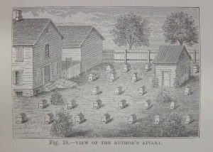 Rare and Fascinating Beekeeping Books – National Library of Scotland Blog
